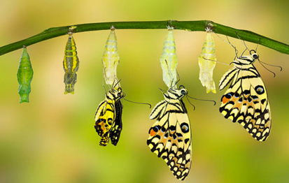 The Generation Challenge - Parkview Group